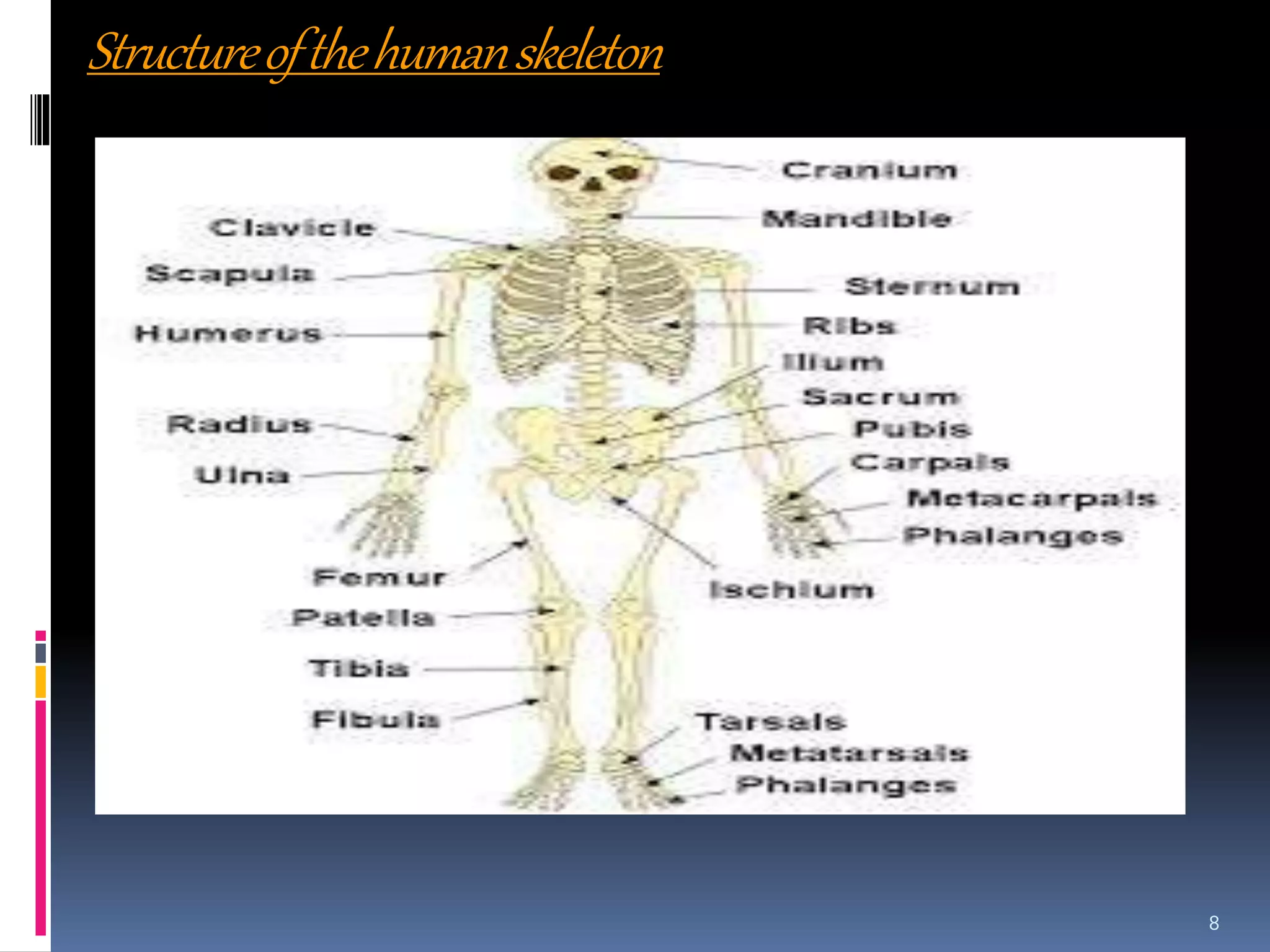 THE HUMAN SKELETON | PPT