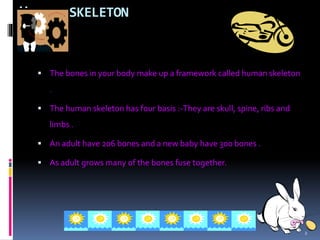 THE HUMAN SKELETON | PPT