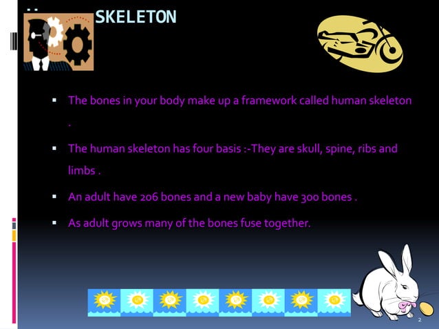 THE HUMAN SKELETON | PPT
