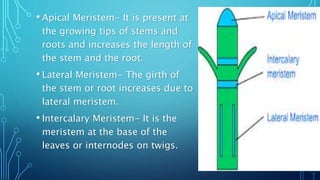 P.P.T of Plant and Animal Tisssues | PPTX | Gardening | Home & Garden