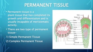 P.P.T of Plant and Animal Tisssues | PPTX | Gardening | Home & Garden