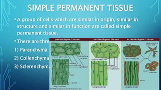 P.P.T of Plant and Animal Tisssues | PPTX | Gardening | Home & Garden