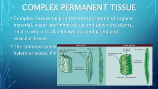 P.P.T of Plant and Animal Tisssues | PPTX | Gardening | Home & Garden