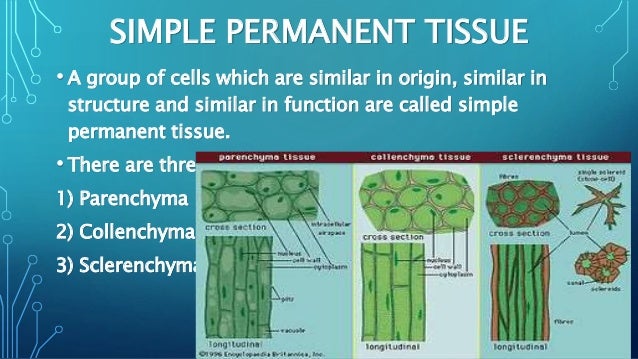 Complex Permanent Tissues In Plants Structure Types And