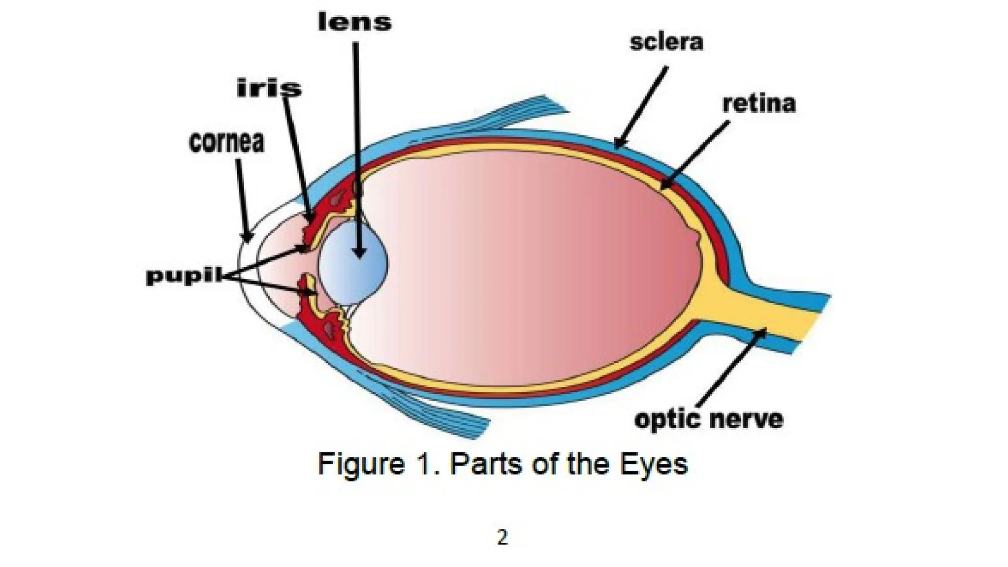 SCIENCE PARTS OF SENSE ORGANS IN GRADE THREE | PPTX
