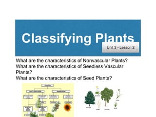 Plants | PPTX
