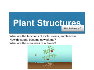 Plants | PPTX