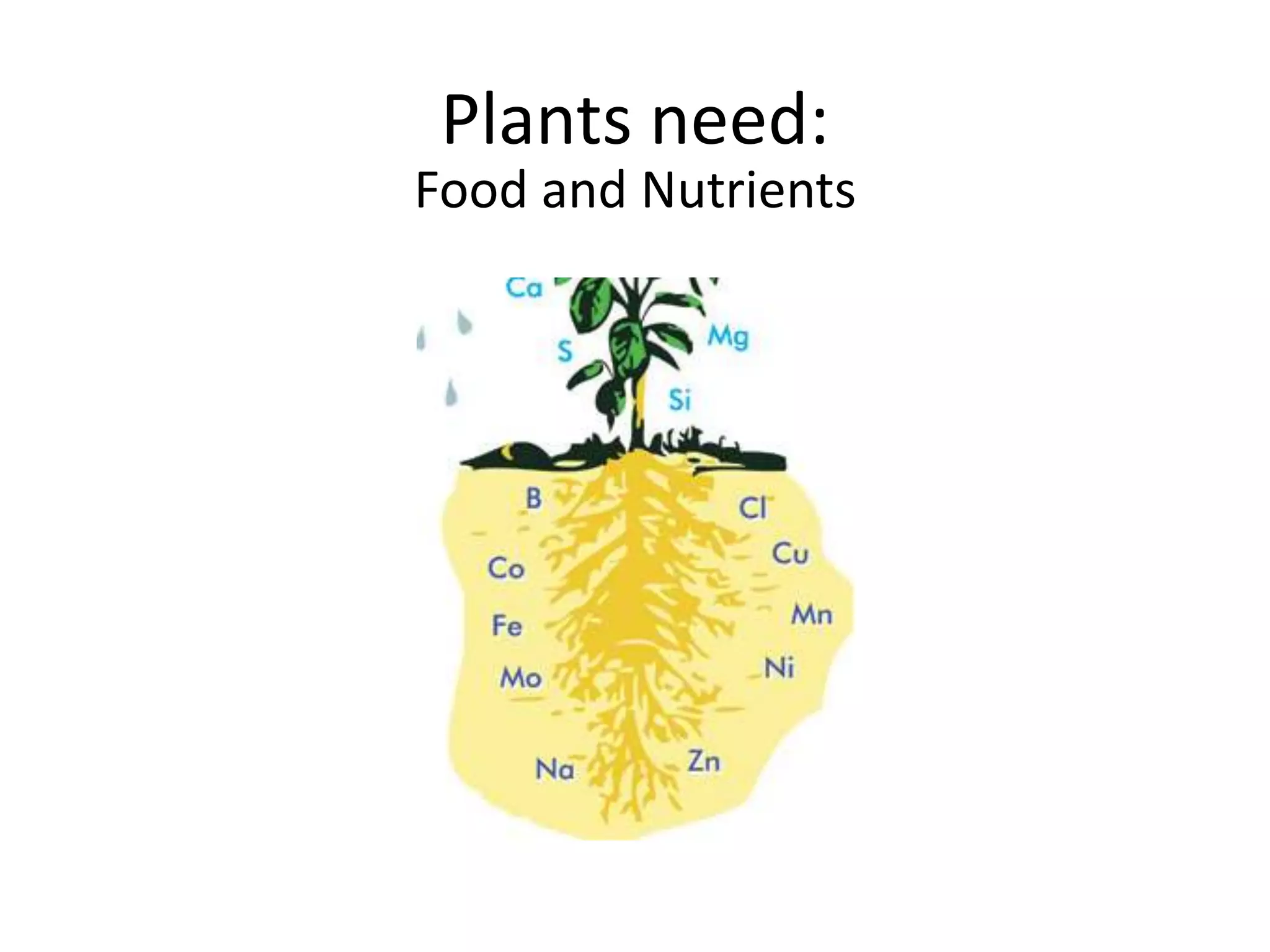 Science plants needs | PPTX