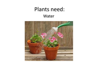 Science plants needs | PPTX | Gardening | Home & Garden