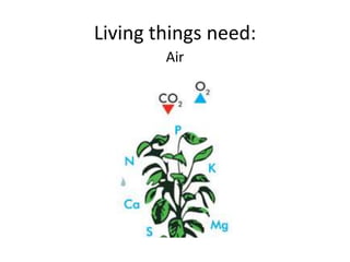 Science plants needs | PPTX | Gardening | Home & Garden