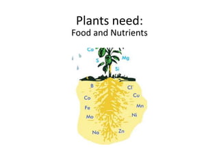 Science plants needs | PPTX | Gardening | Home & Garden