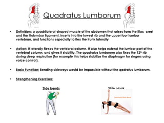 Muscles! Exercising! Stretching! | PPT