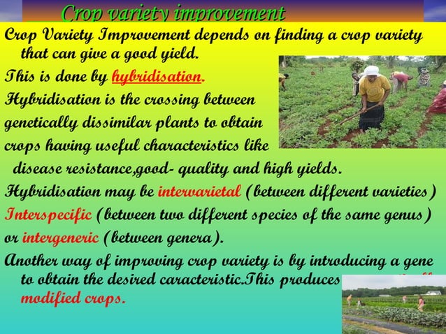 Crop variety improvement | PPT | Agriculture | Industries
