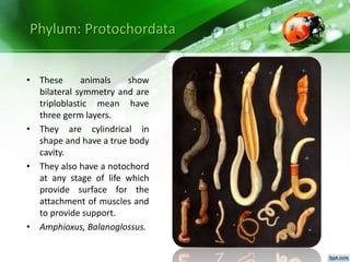 Diversity in Living Organism | PPT