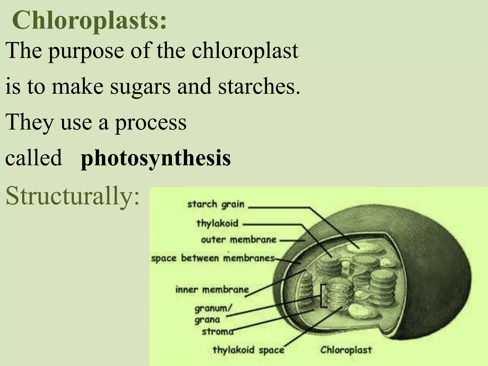 plastids | PPT