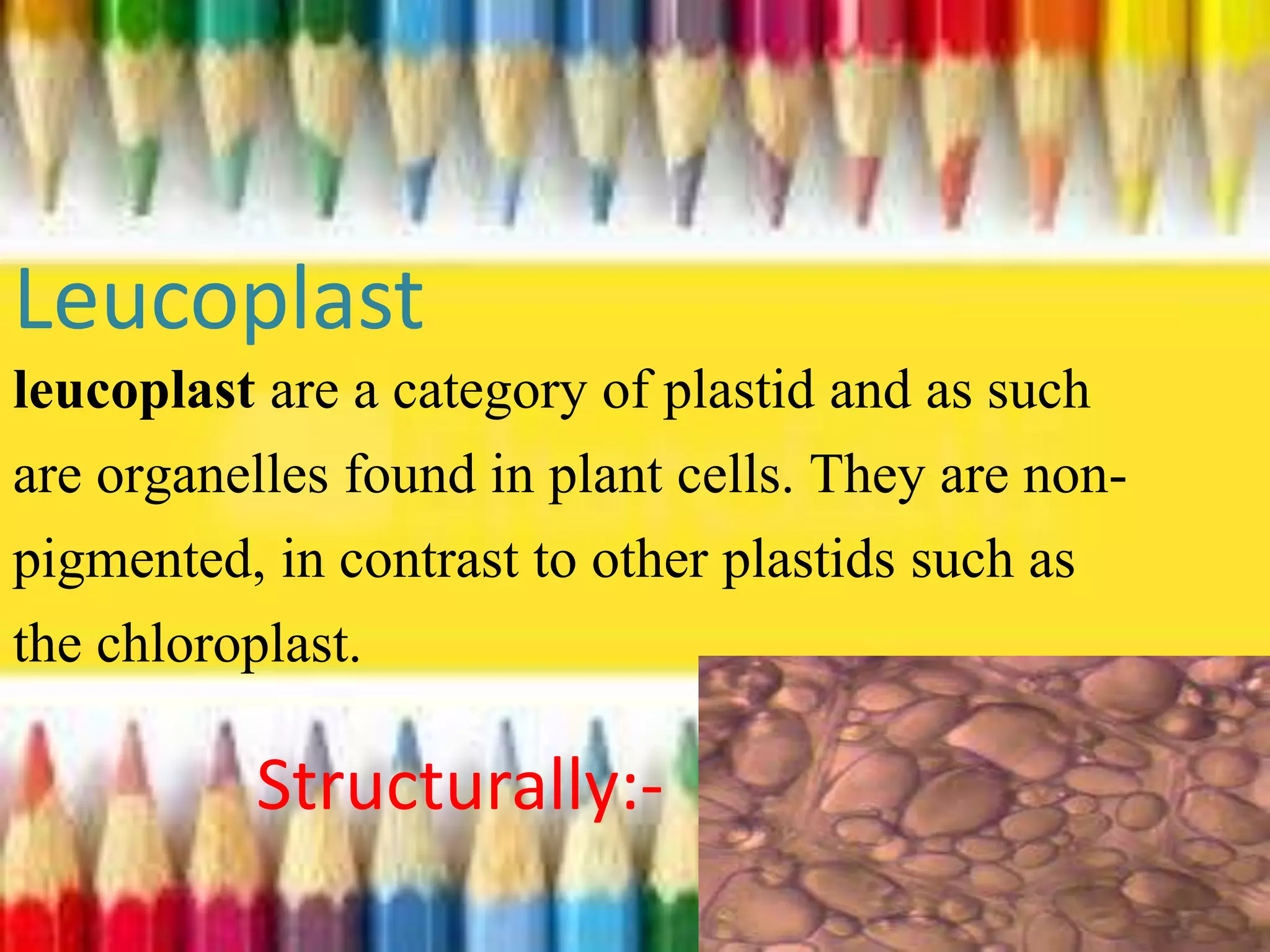plastids | PPTX
