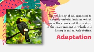 tropical region climate and adaptation in animals | PPTX