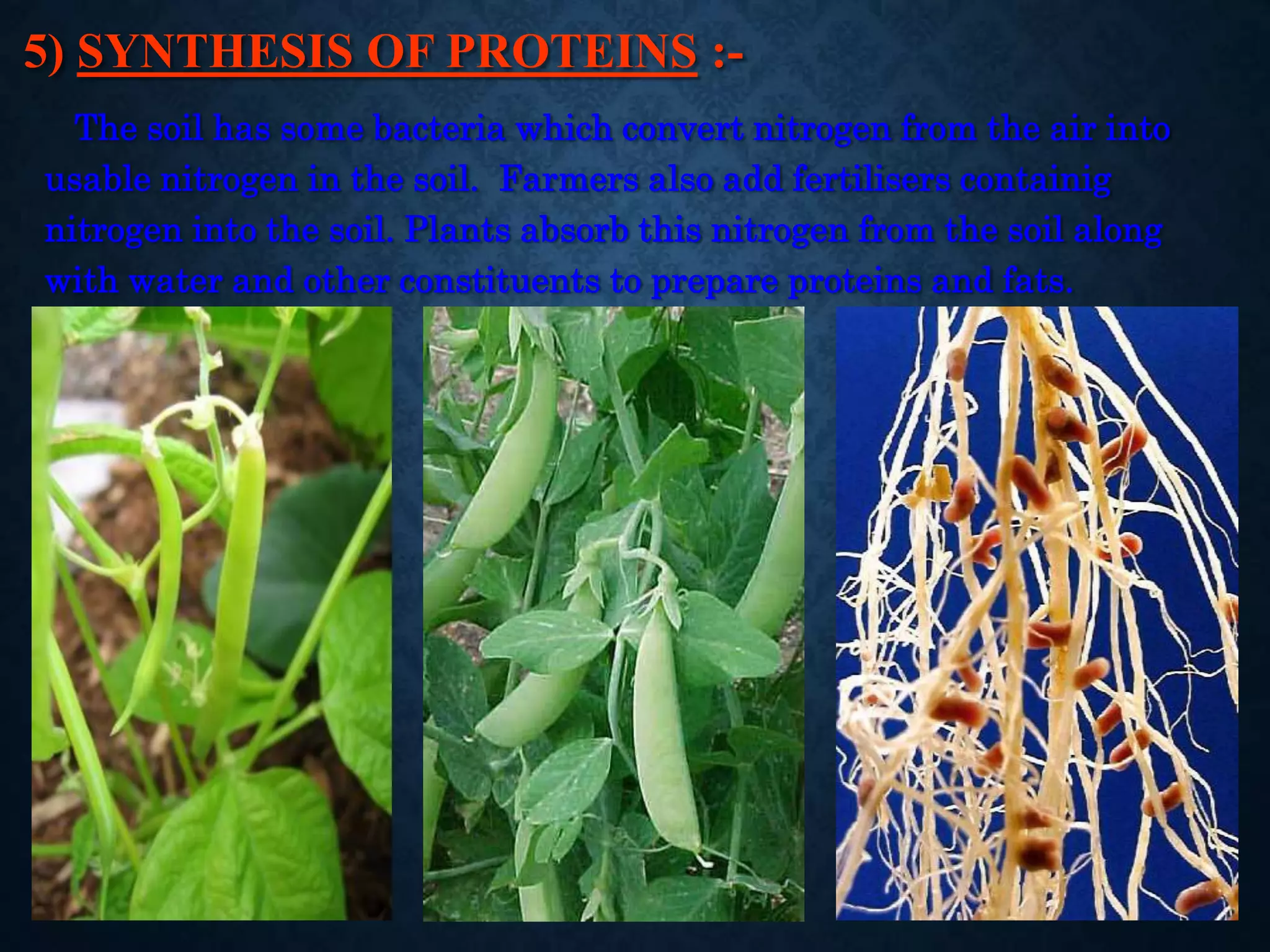 Nutrition in Plants.ppt