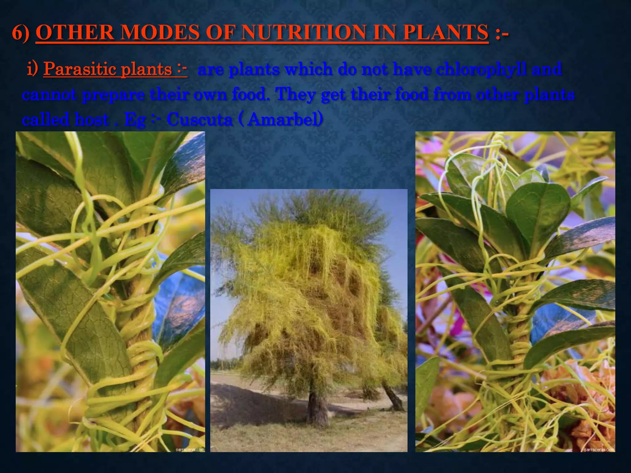 Nutrition in Plants.ppt