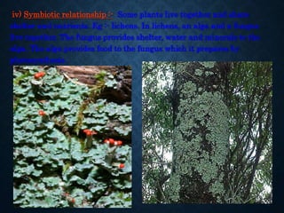 Nutrition in Plants.ppt