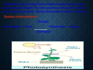 Nutrition in Plants.ppt