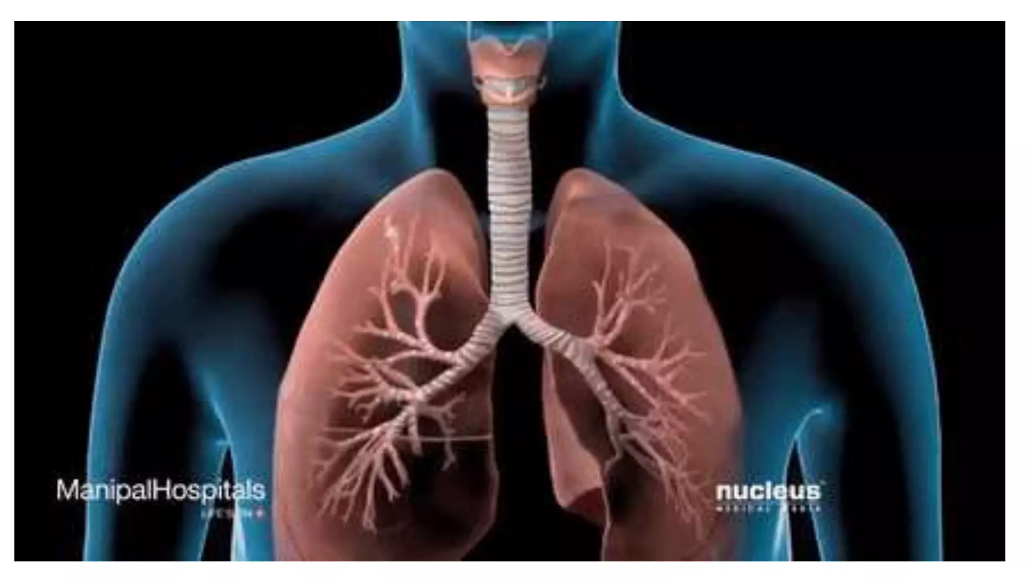 Respiratory System Grade 9 Science.pptx