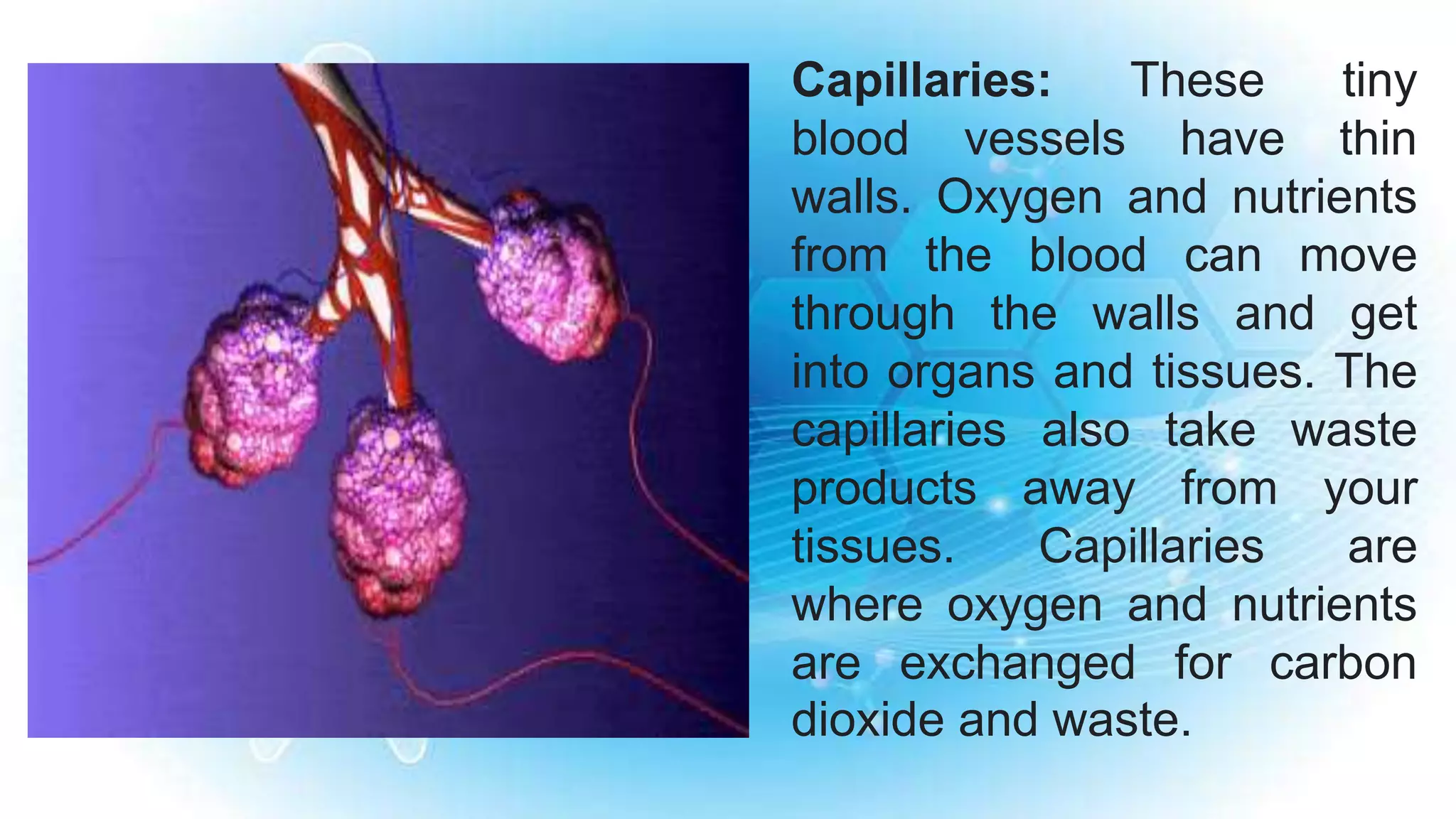 Respiratory System Grade 9 Science.pptx