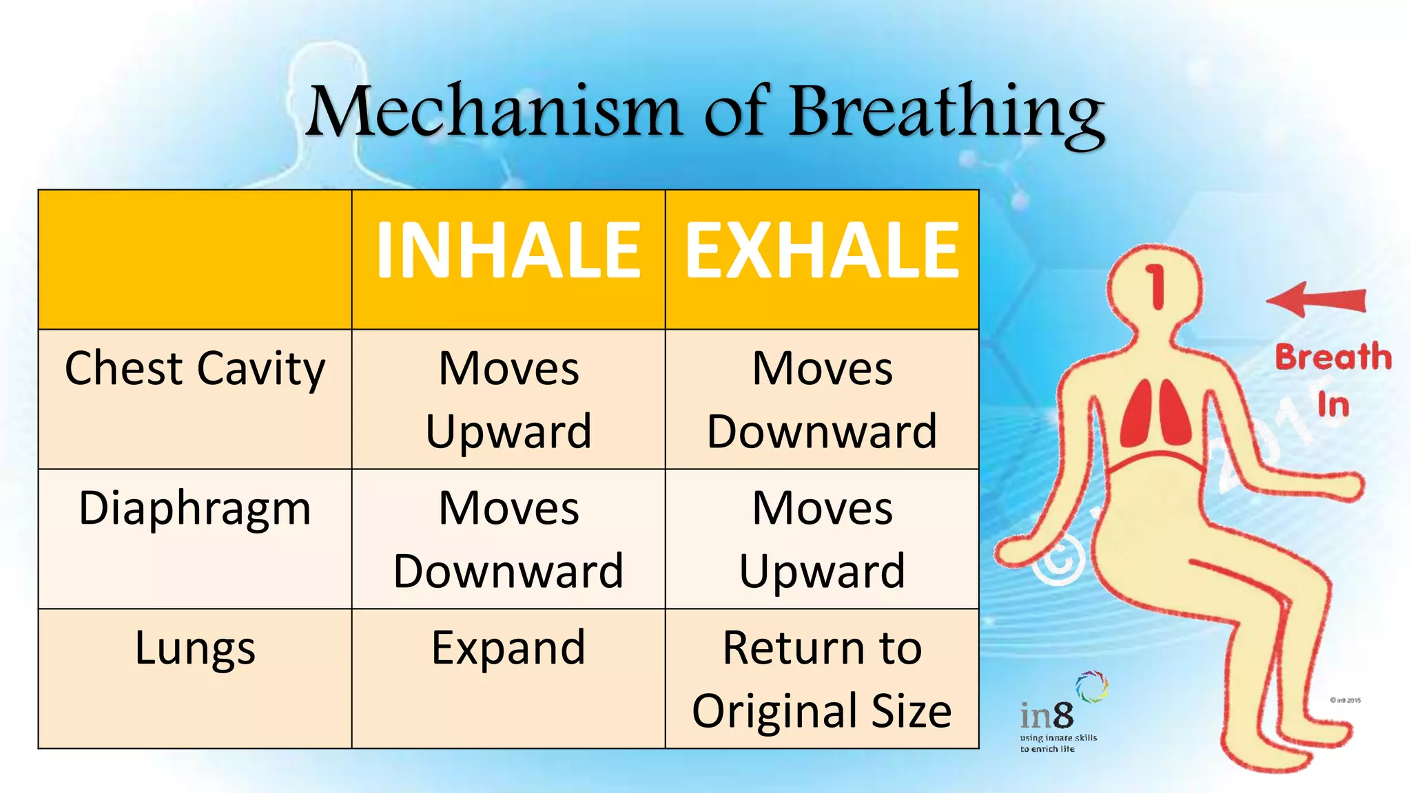 Respiratory System Grade 9 Science.pptx