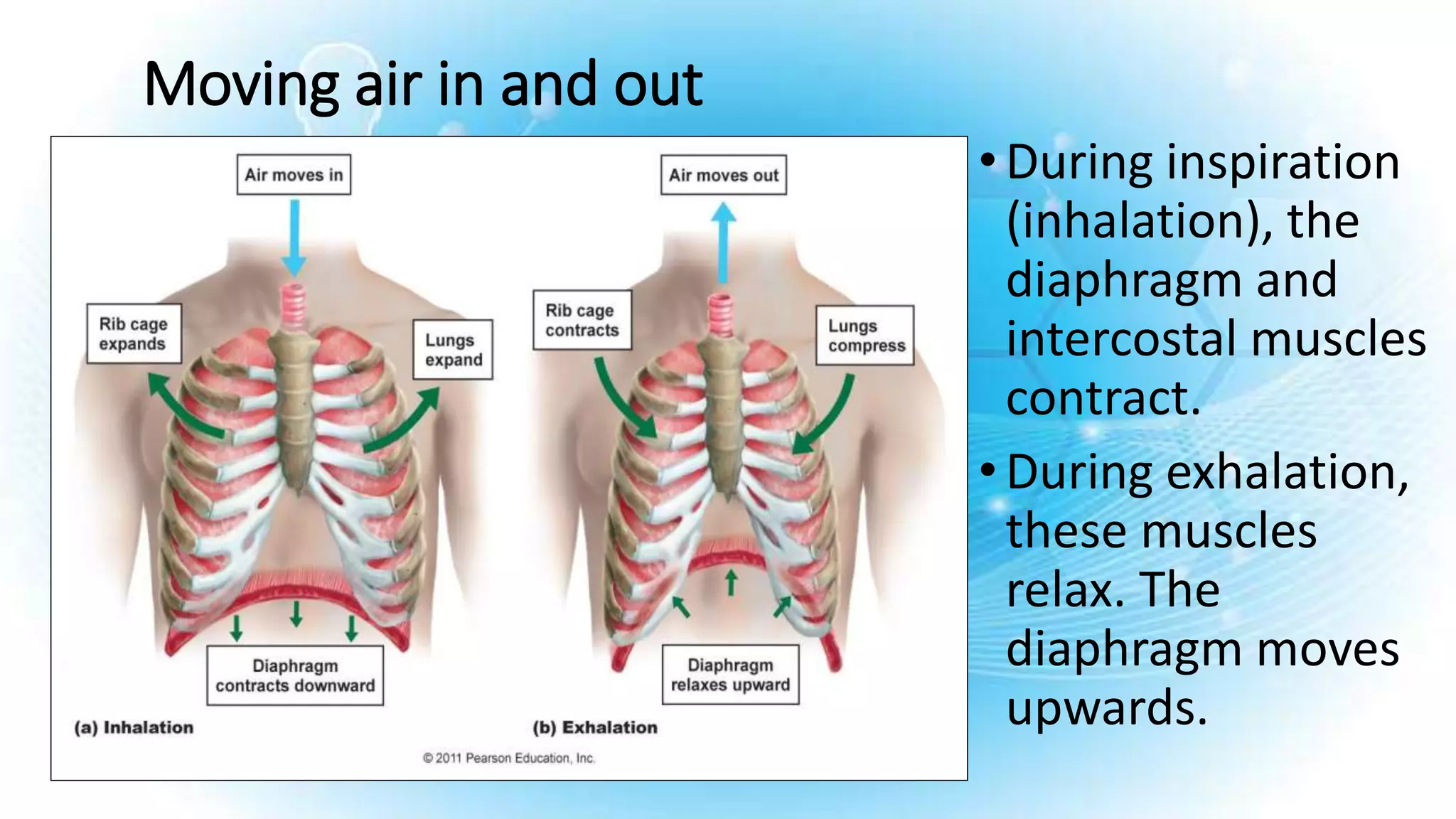 Respiratory System Grade 9 Science.pptx