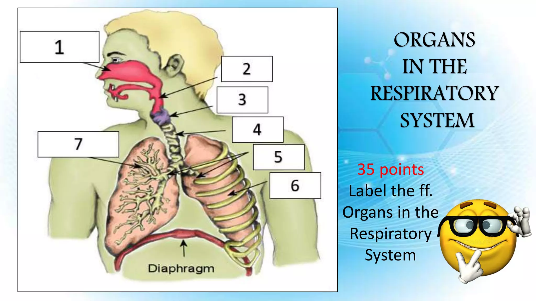 Respiratory System Grade 9 Science.pptx