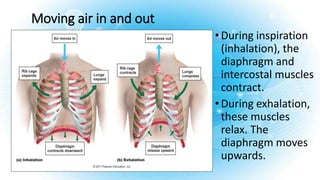 Respiratory System Grade 9 Science.pptx
