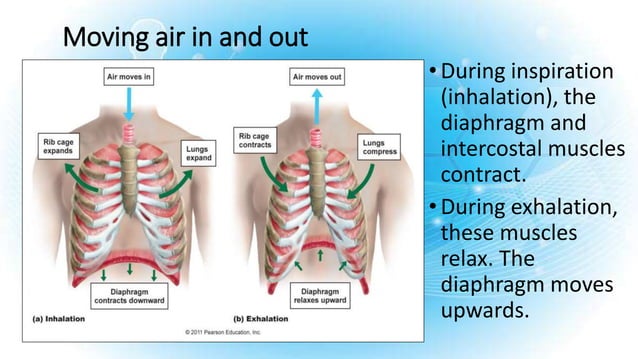 Respiratory System Grade 9 Science.pptx | Lung and Respiratory Health ...