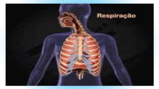 Respiratory System Grade 9 Science.pptx