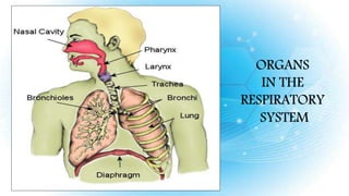 Respiratory System Grade 9 Science.pptx | Lung and Respiratory Health ...