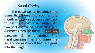 Respiratory System Grade 9 Science.pptx