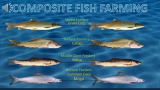 FISH PRODUCTION | PPTX