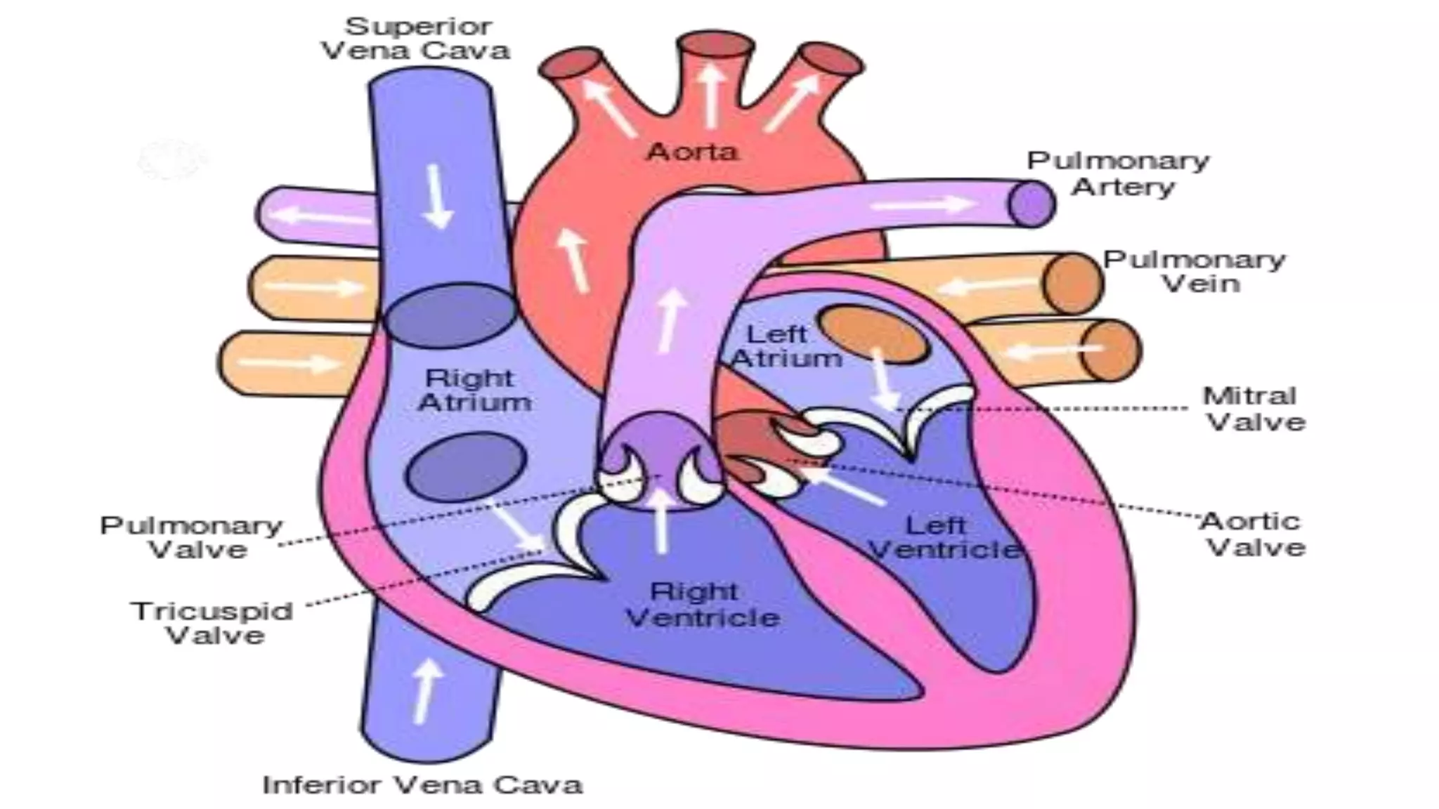 Science 9 Circulatory System | PPTX