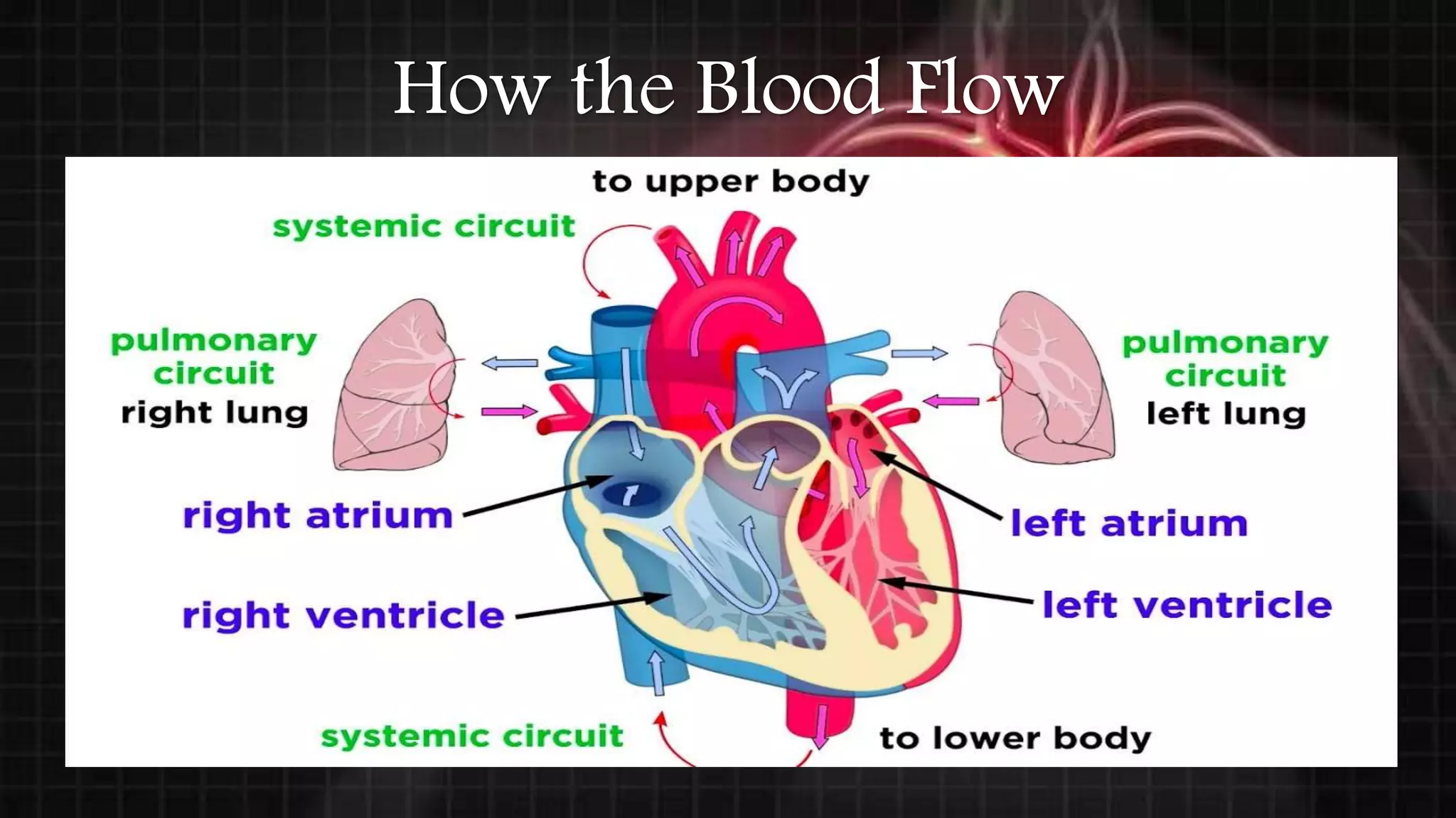Science 9 Circulatory System | PPTX