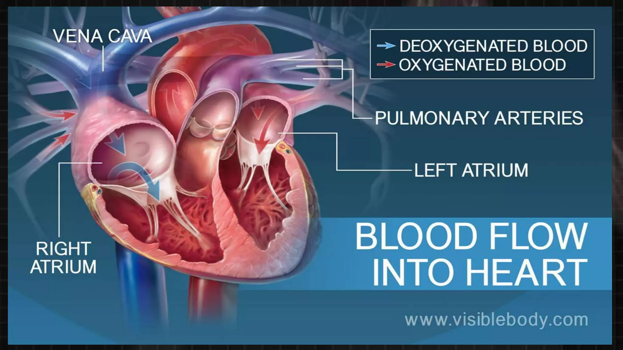 Science 9 Circulatory System | PPTX