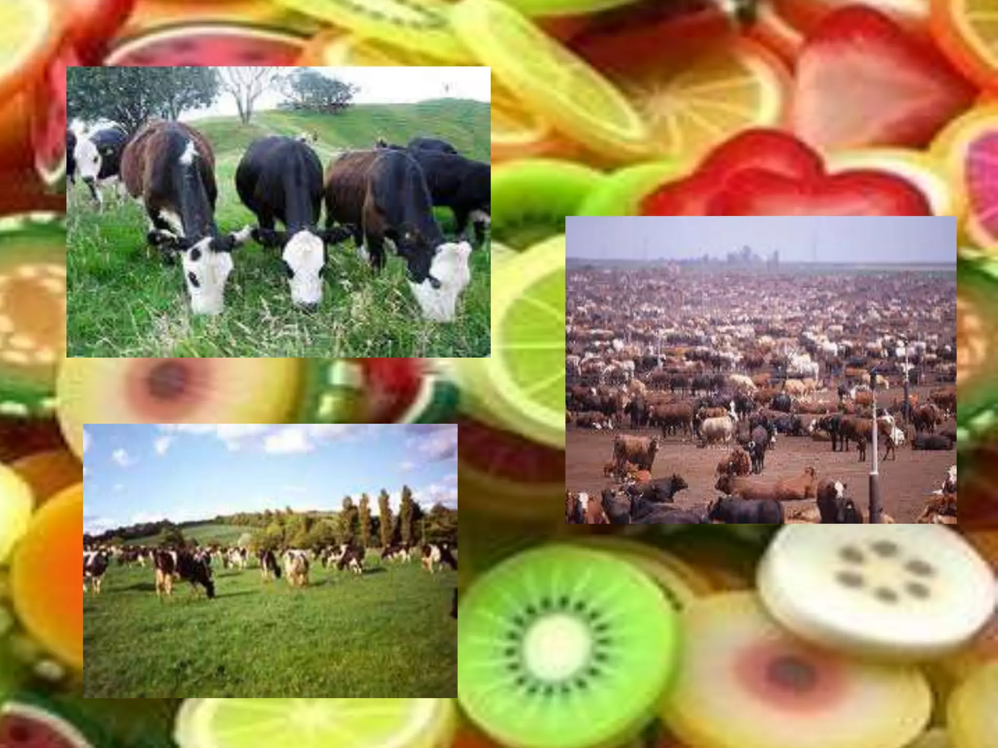 Science ppt on improvement in food resources | PPTX