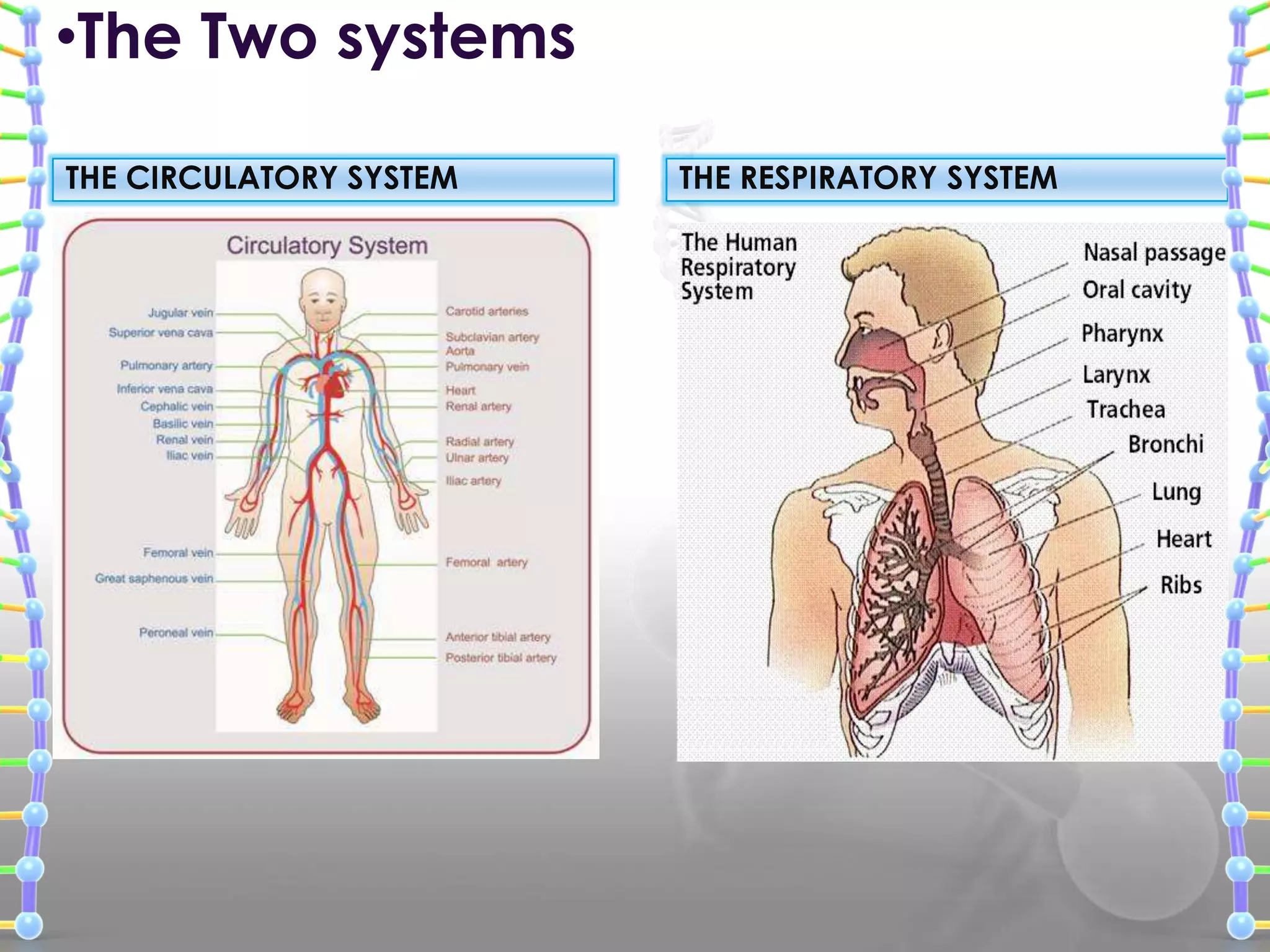 A Good Circulatory And Respiratory System | PPTX