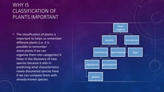Classifying plants and animals | PPTX