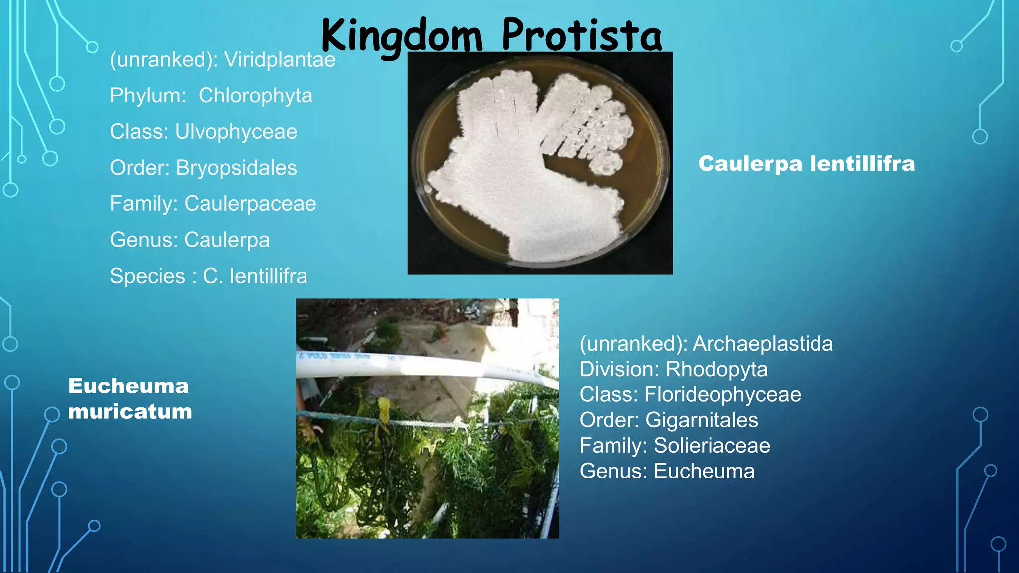 SCIENCE Presentation.pptx