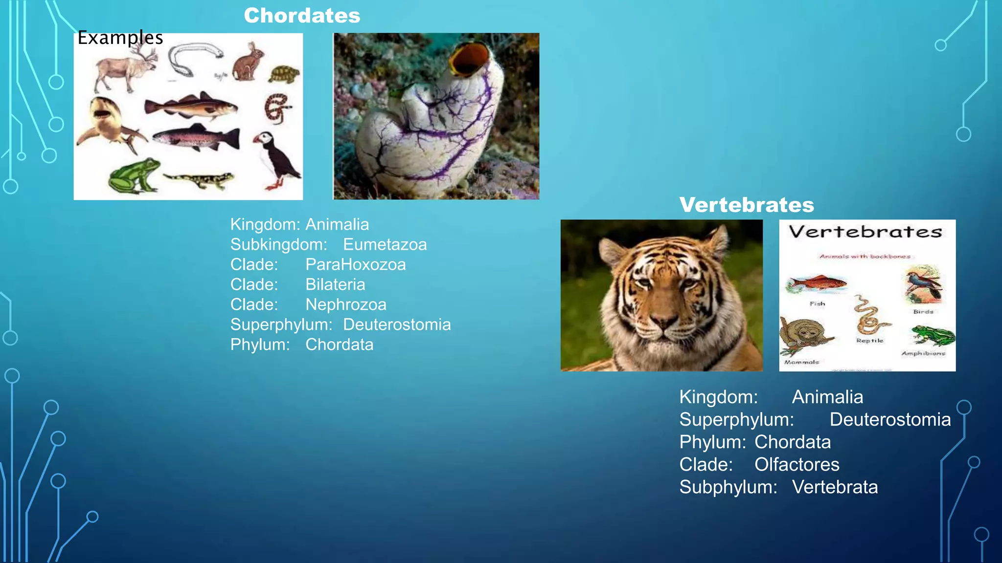 SCIENCE Presentation.pptx