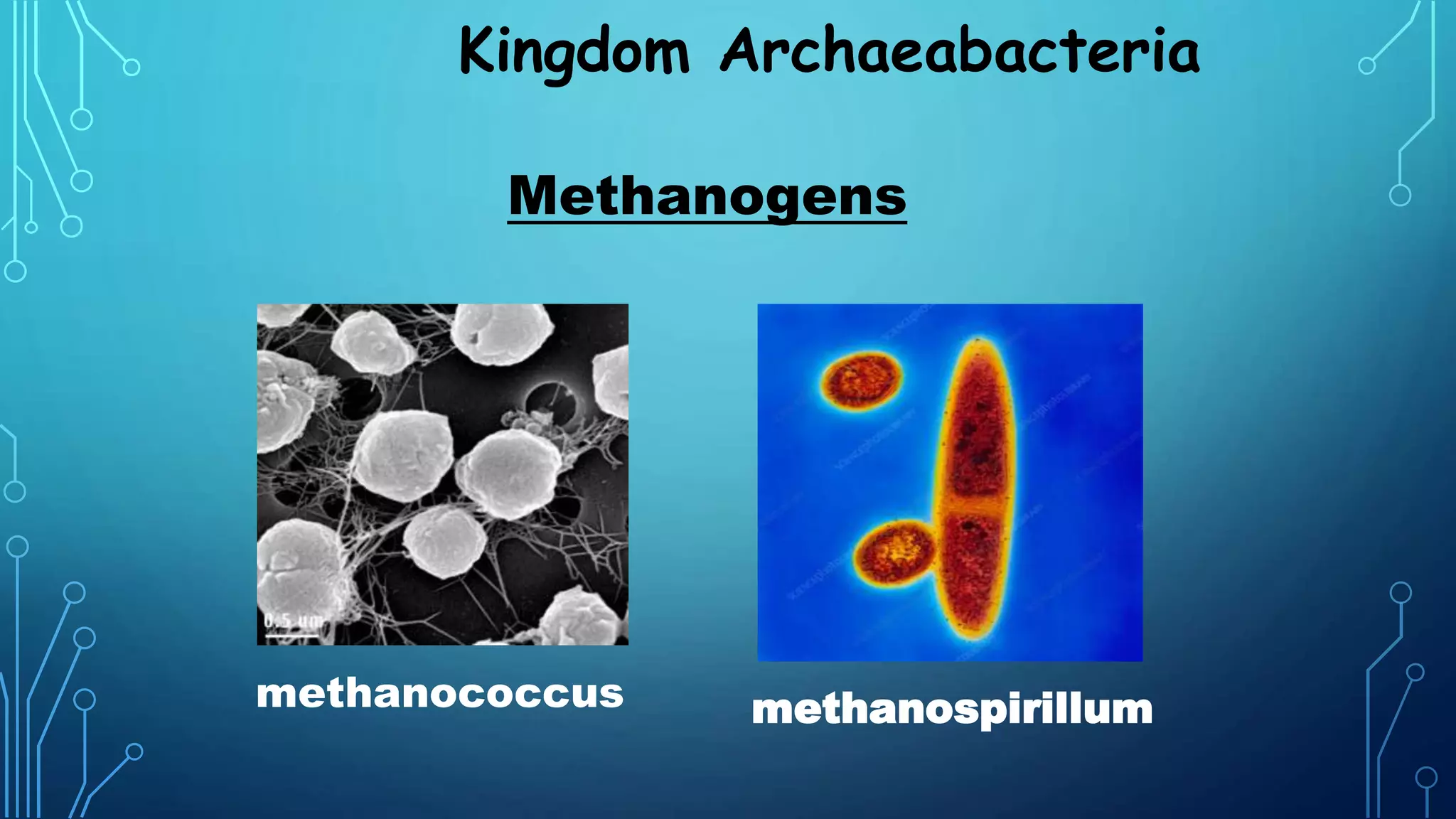 SCIENCE Presentation.pptx
