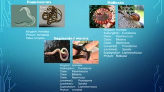 SCIENCE Presentation.pptx