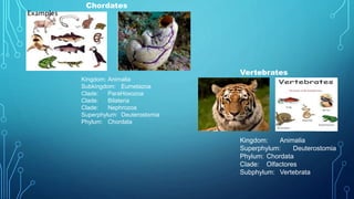 SCIENCE Presentation.pptx