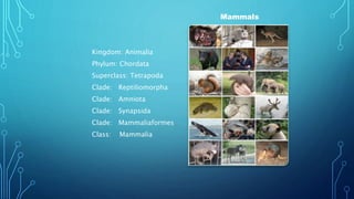 SCIENCE Presentation.pptx