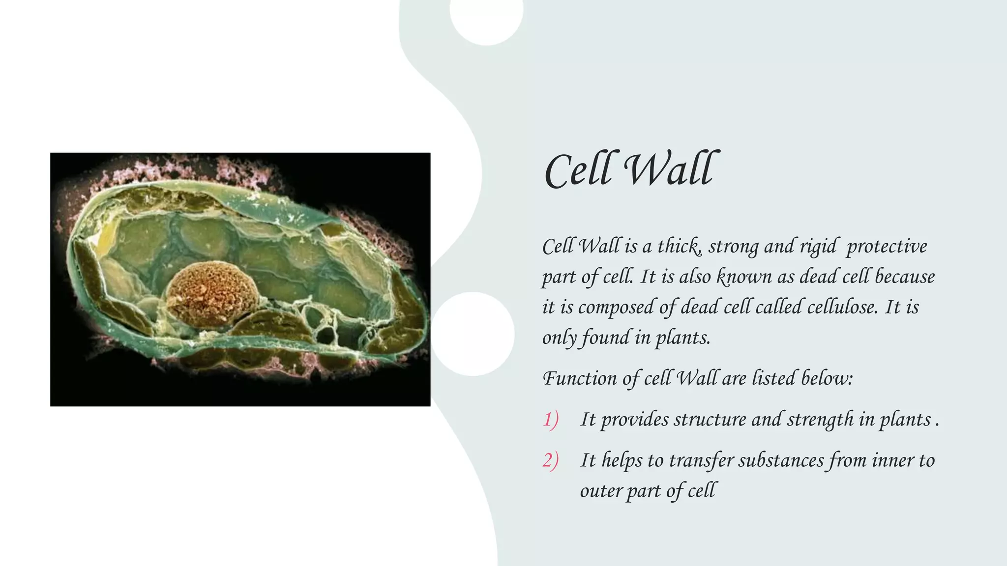 The Cell Presentation for Grade 7 | PPTX