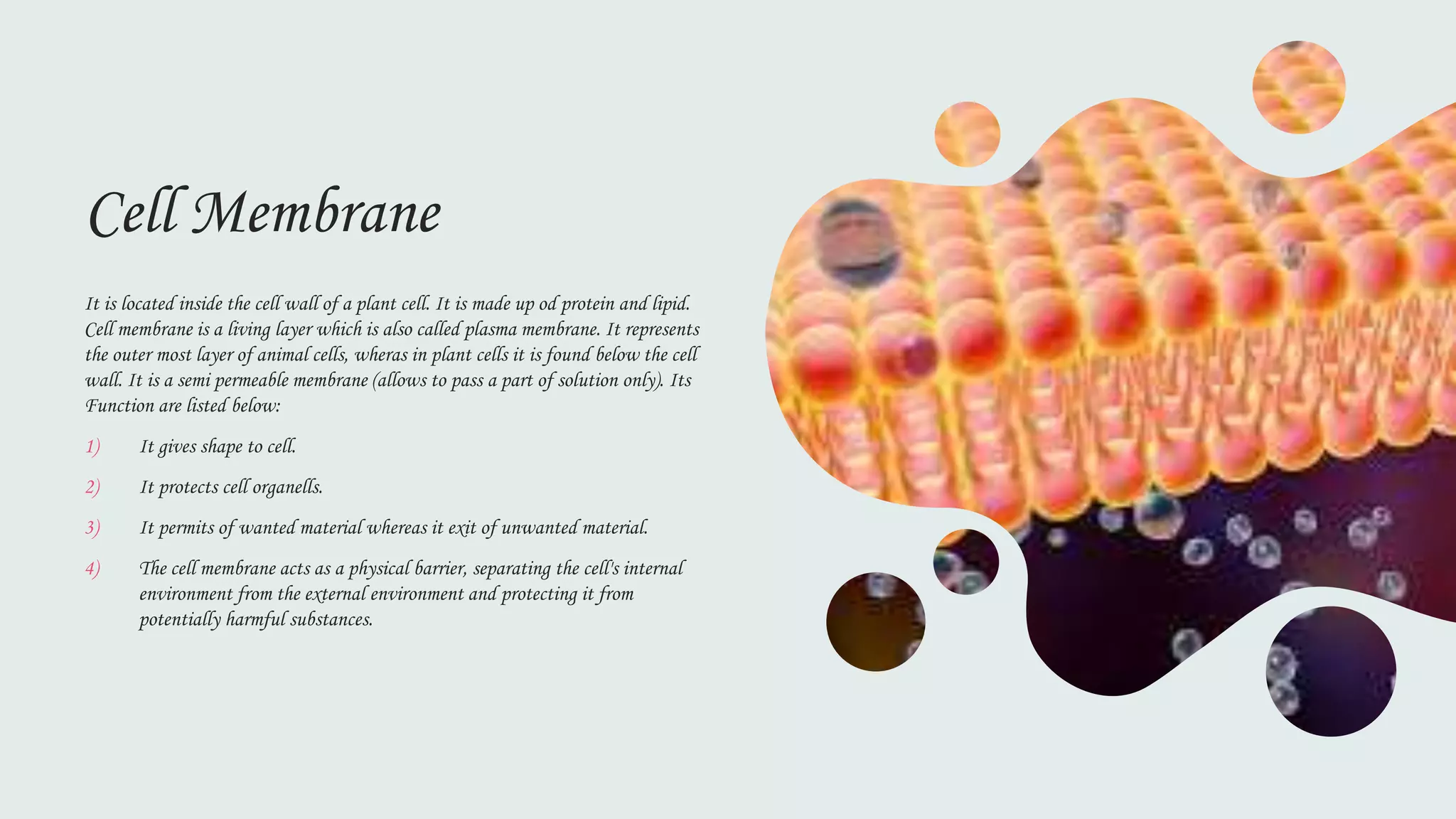 The Cell Presentation for Grade 7 | PPTX